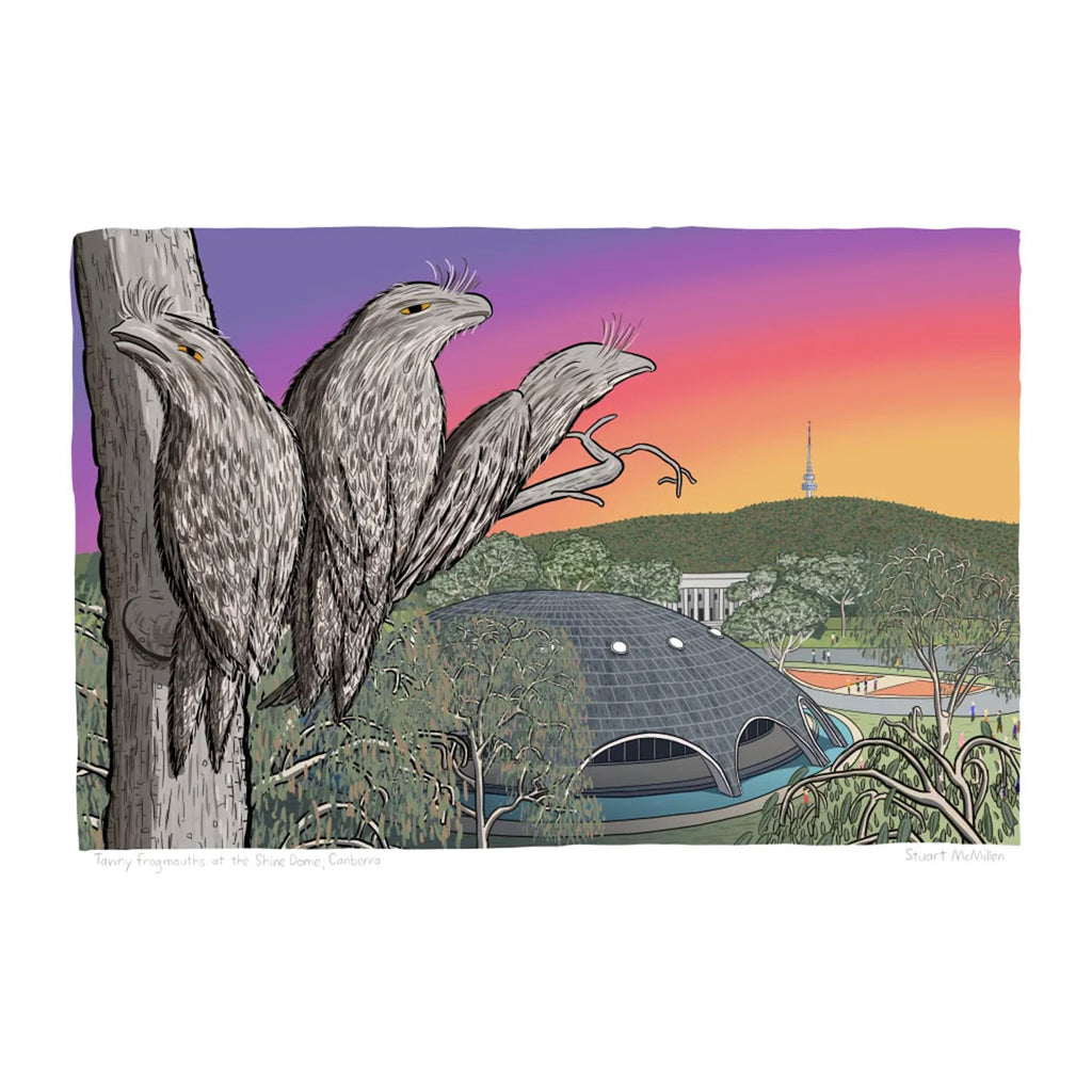 Art Print A3 Tawny Frogmouths at the Shine Dome Canberra - Stuart McMi ...