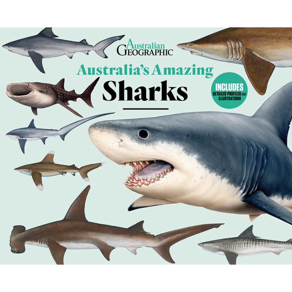 Different Types Of Sharks In Australia
