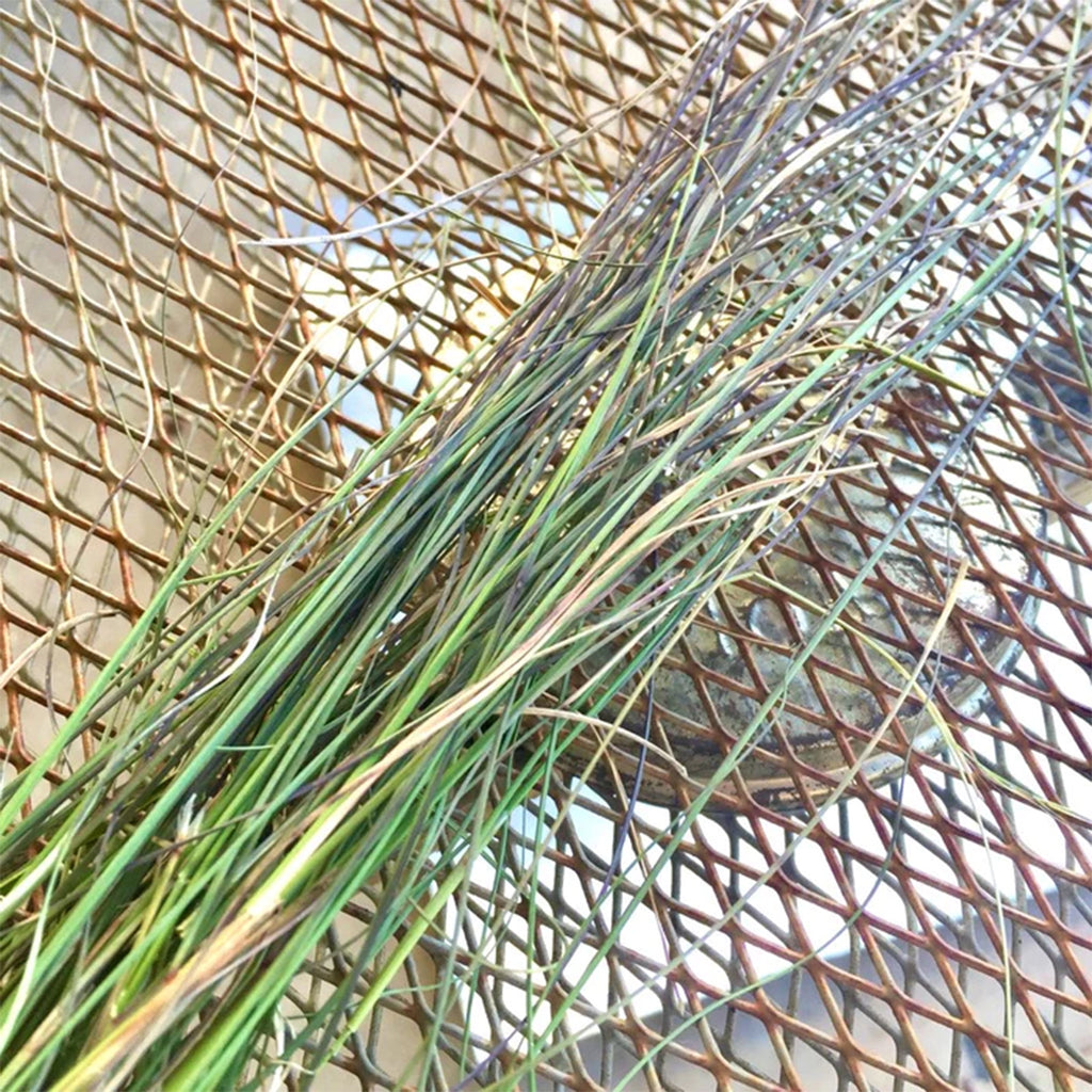 Native Lemon Grass Stalk 50g - Warndu – National Museum Australia